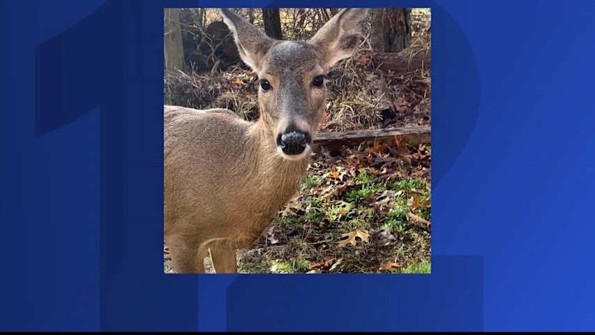 Connecticut drivers warned as deer crashes spike in fall months