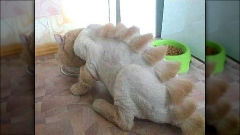 Cats with bad haircuts (who are still so cute)