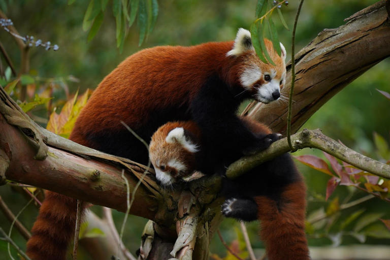 Red pand-aahs: Whipsnade Zoo's red panda cub begins exploring outdoors