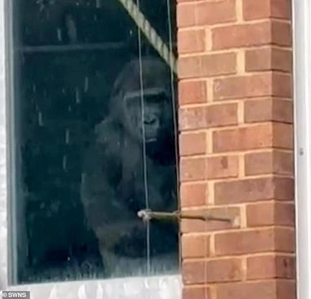 Gorillas banging on the windows of enclosure at Bristol Zoo THREE years ...