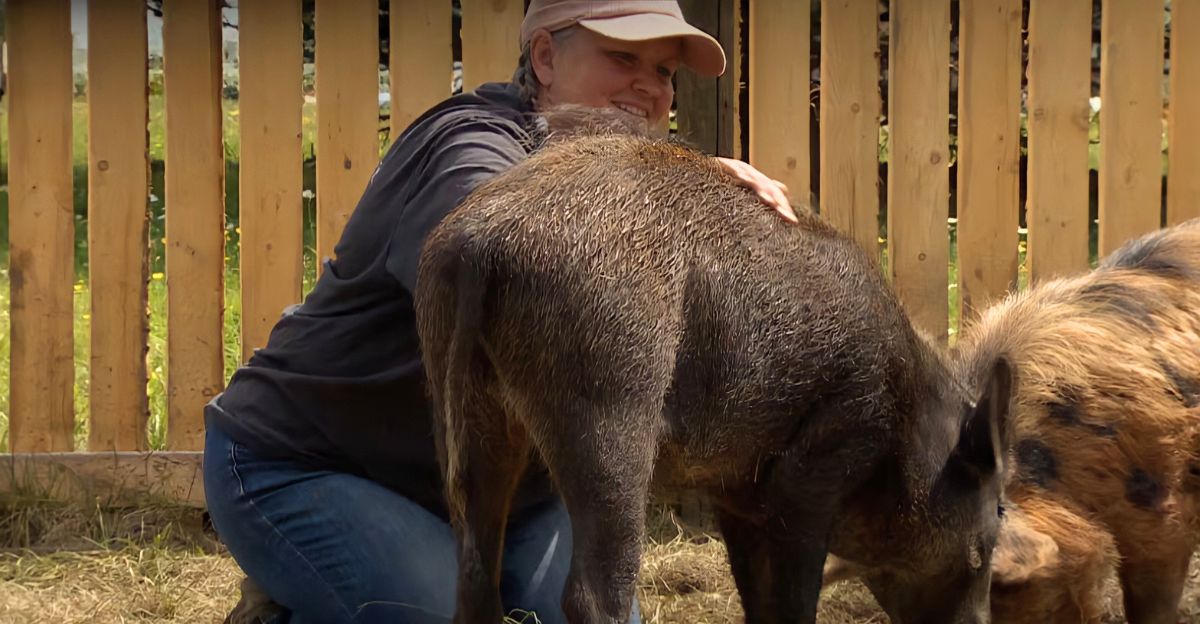 Historic Wildlife Anomaly Discovered in the US – Wild Pigs With Blue Meat