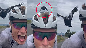 Australian Triathlete Gets Attacked By Swooping Magpie During Cycling ...