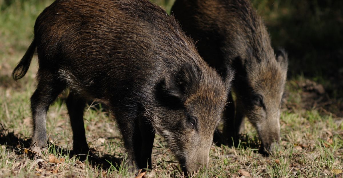 Historic Wildlife Anomaly Discovered in the US – Wild Pigs With Blue Meat