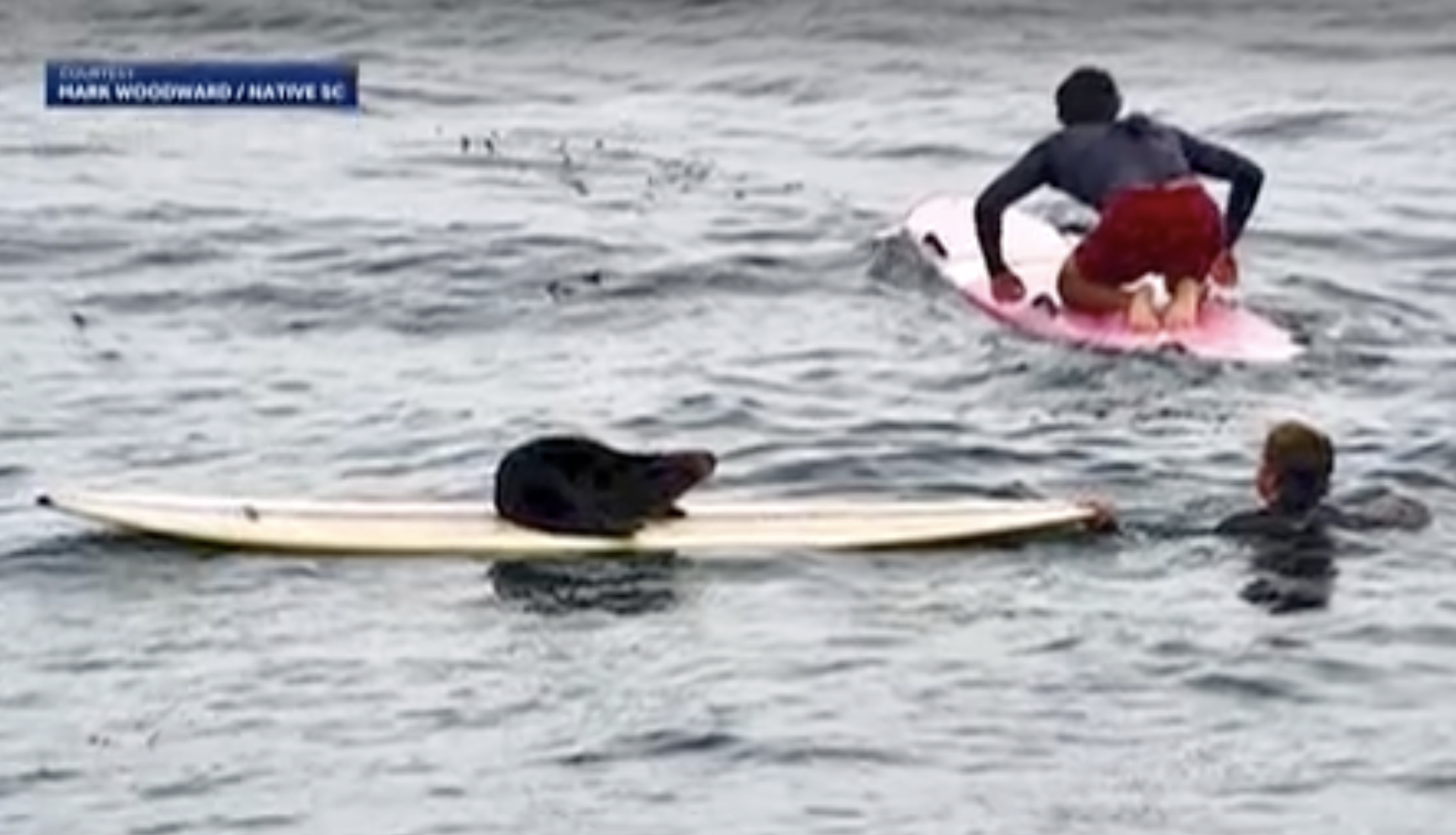 Otter pirates surfer’s board in Santa Cruz