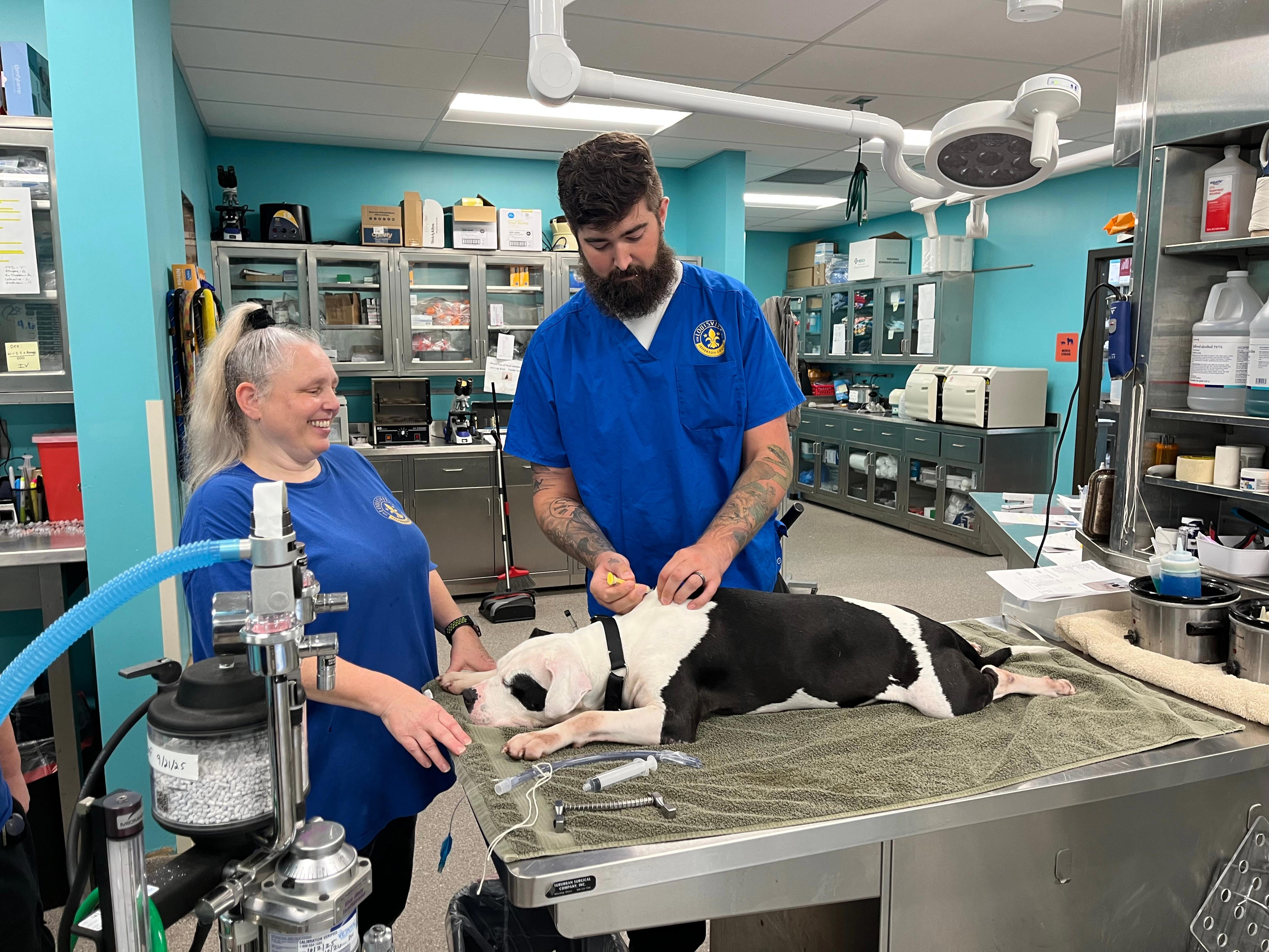 Metro Council passes microchip mandate for Louisville pet owners