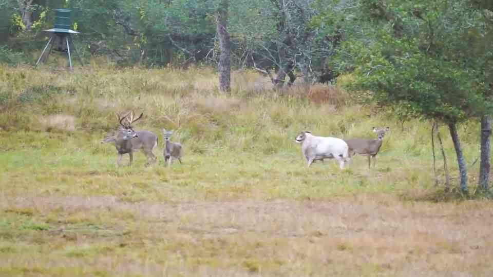 The Animal Arms Race: How Horns Broke the Evolutionary Meta