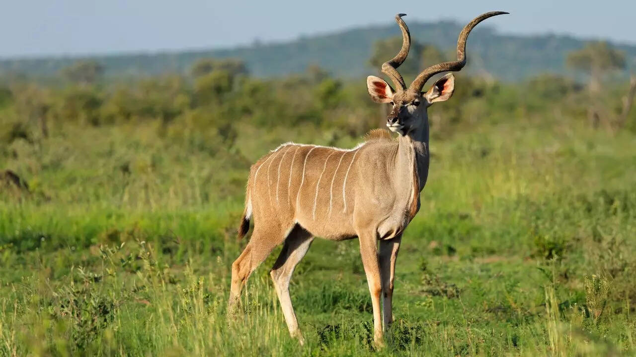 8 animals with large and beautiful horns on their head