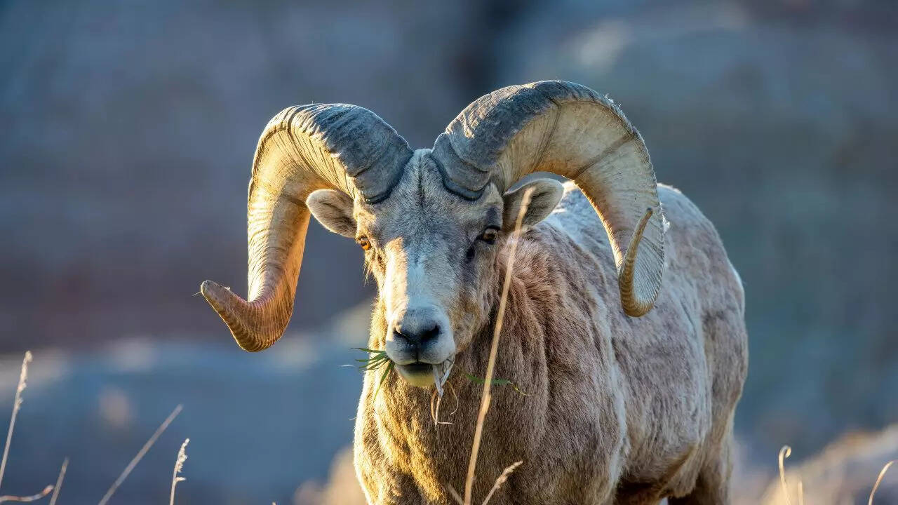 8 animals with large and beautiful horns on their head