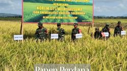 Padi Protani Hasil Pengembangan Unsoed Panen di Cilacap, Cek Keunggulan ...
