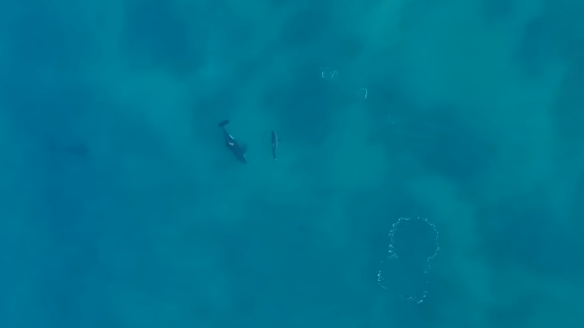 Why Orcas are hunting great White sharks