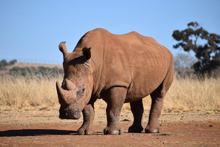Un rinoceronte abatido cada 24 horas: Cazadores furtivos aún matan un rinoceronte diario en ...