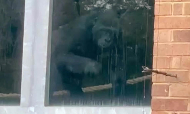 Gorillas banging on the windows of enclosure at Bristol Zoo THREE years ...