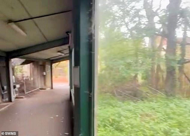 Gorillas banging on the windows of enclosure at Bristol Zoo THREE years ...