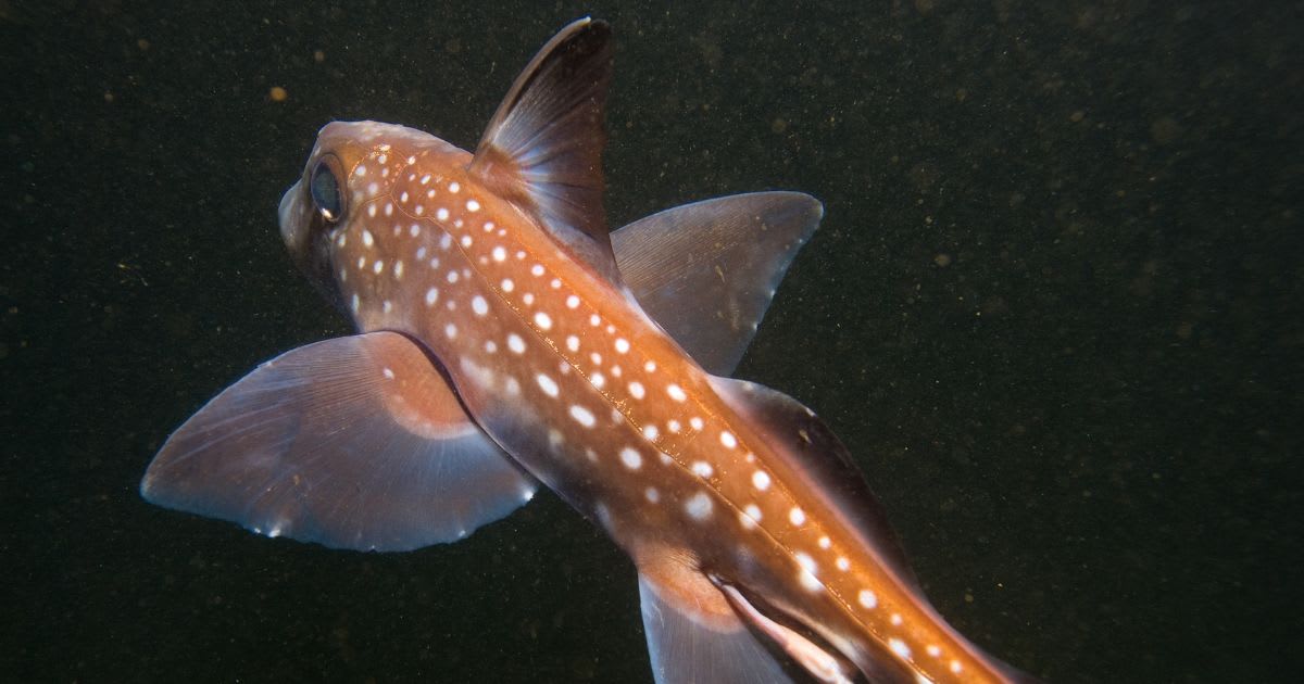 This Fish Grows Real Teeth on Its Forehead and Uses Them in a Clever Way