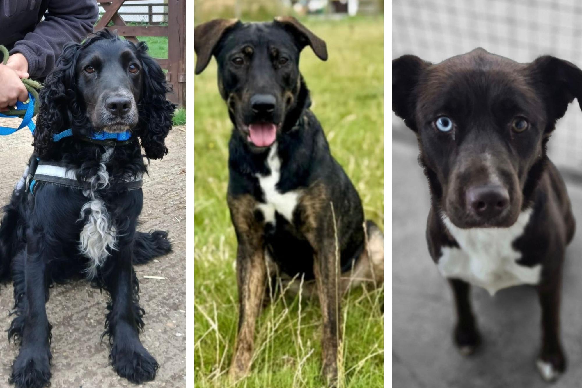 Take a look at 11 abandoned but adorable dogs looking for forever homes ...