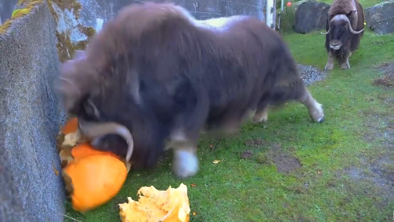 Muskox pushes around 210-pound pumpkin, breaks it open at Washington zoo