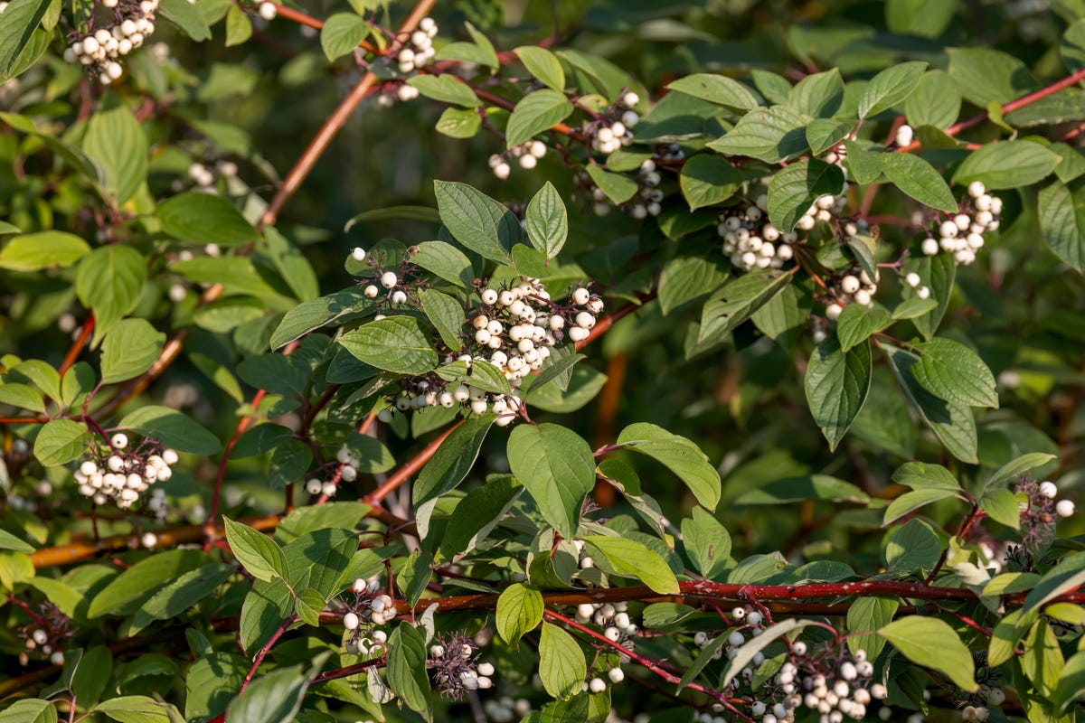 Tired of soggy soil? 5 unexpected plants that fight flooding and save ...