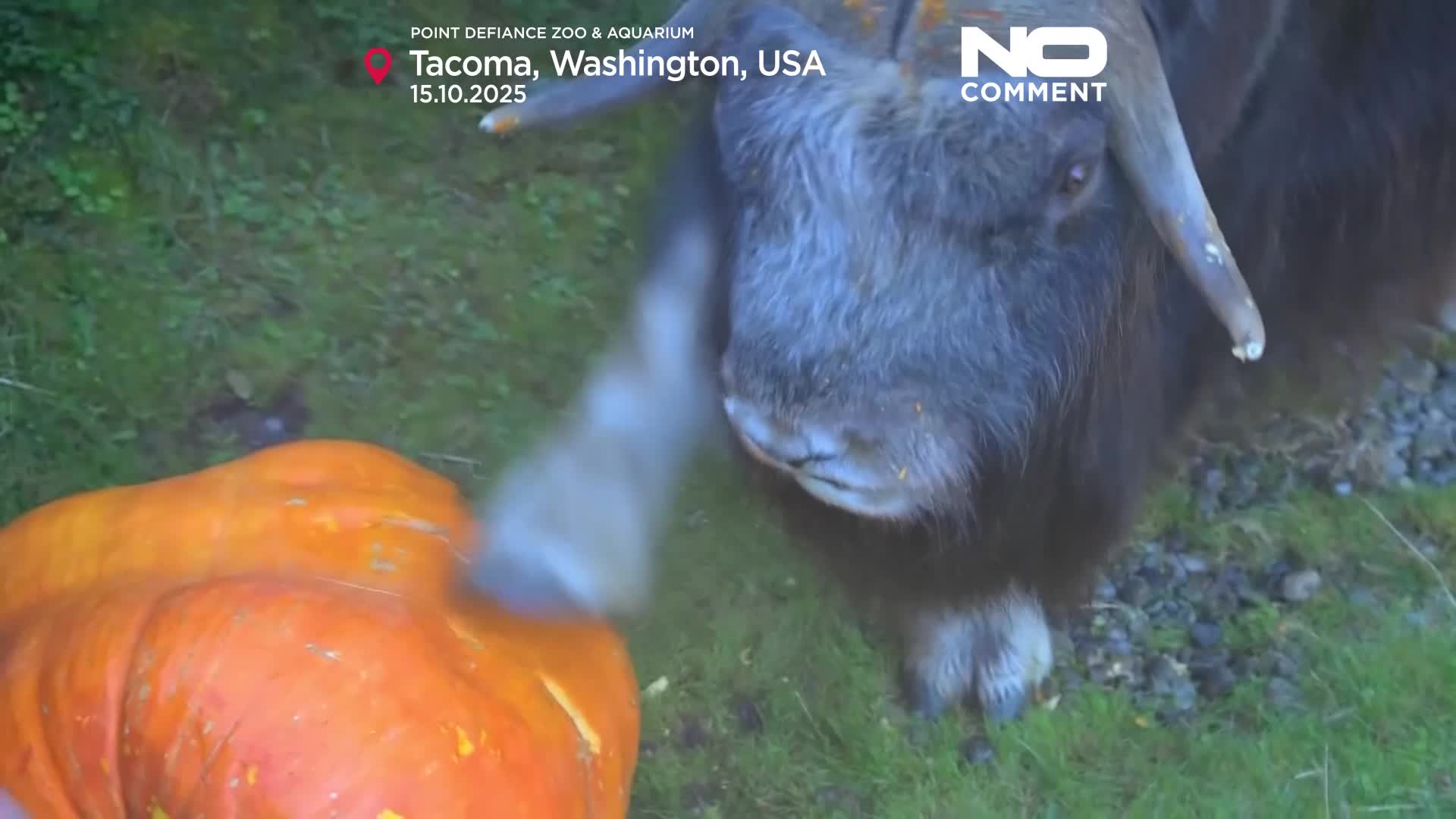 Muskox smashes 210-pound pumpkin in early Halloween treat