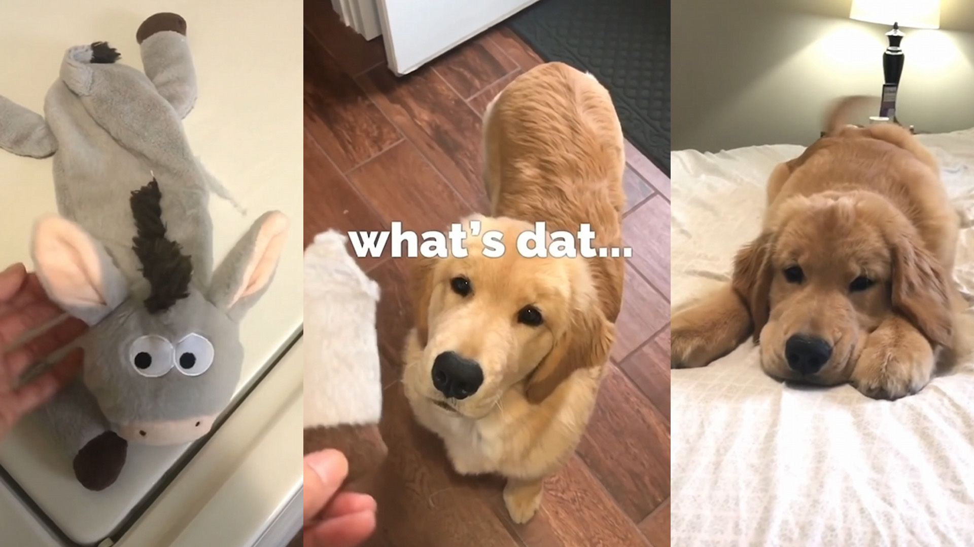 The Day I Broke My Dog’s Favorite Toy
