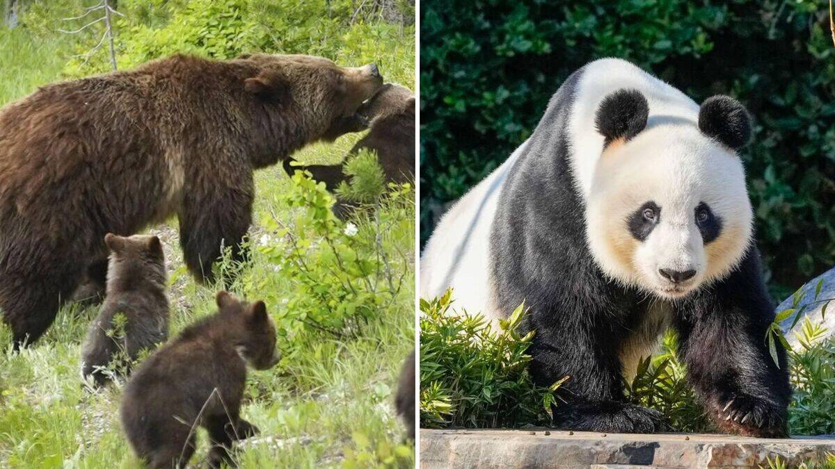 Habits and behaviors of the world's eight types of bears