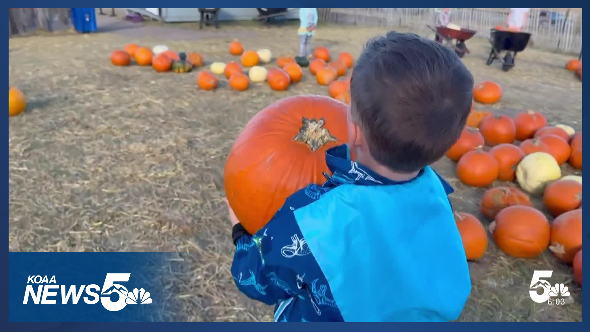 Visiting the Colorado Pumpkin Patch north of Colorado Springs