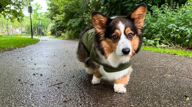 Corgi's Dramatic 'Alarm' Howl Is Cracking People Up