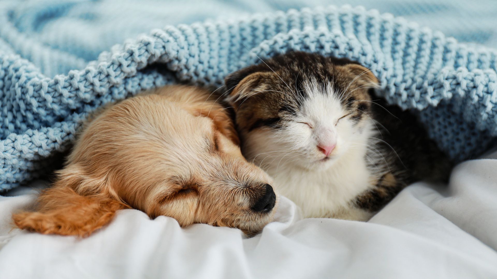 7 cat-friendly dog breeds - including ones with 'low prey drive'