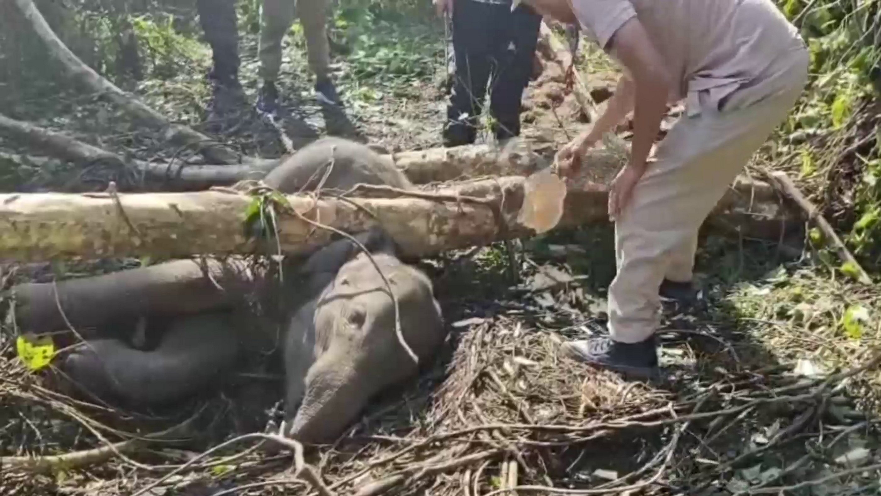Forest officials save elephant calf pinned under fallen tree