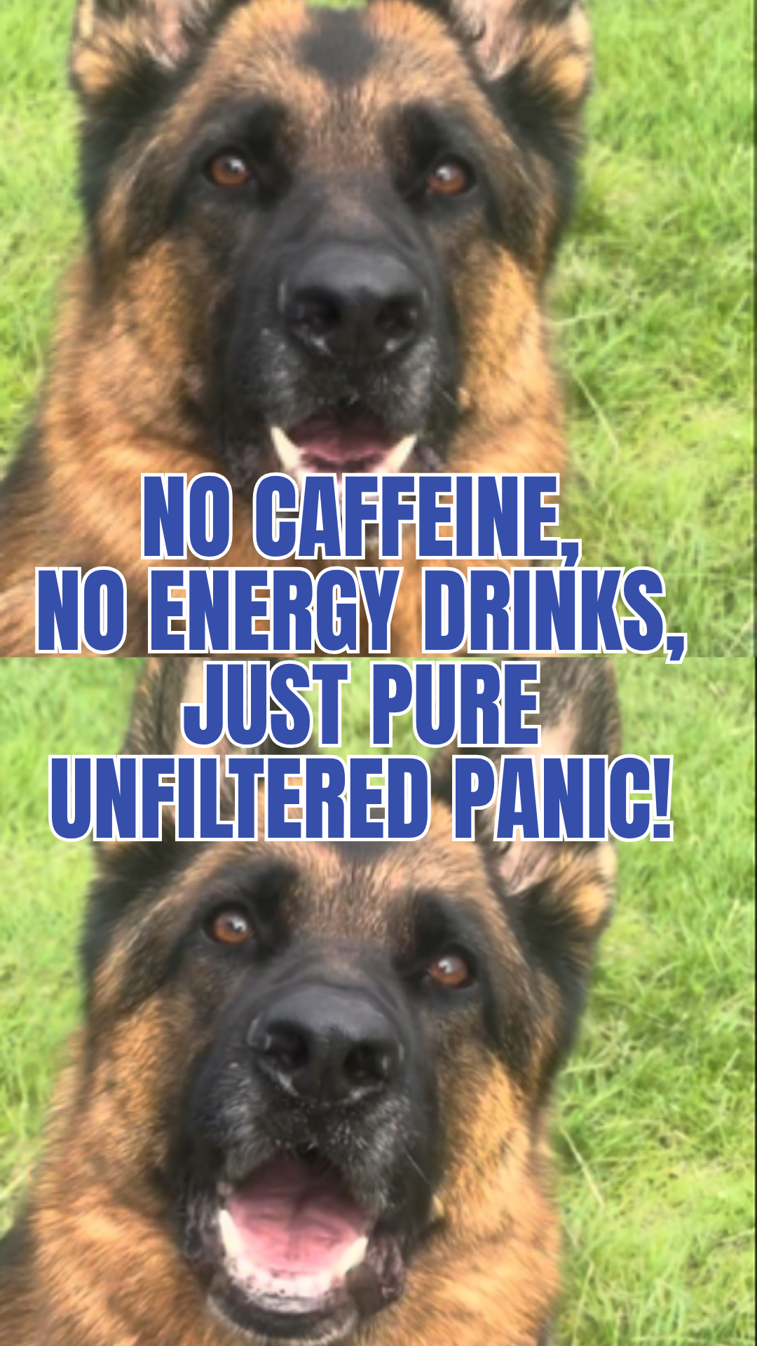 Shepherd Dog's POV: Raising Human Stress Levels 101