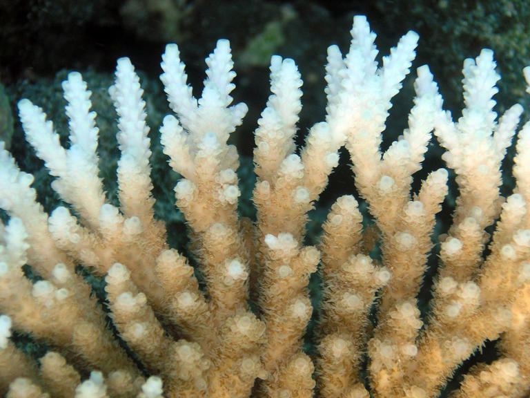 The Science Behind Why Coral Reefs Are Dying Faster Than Expected