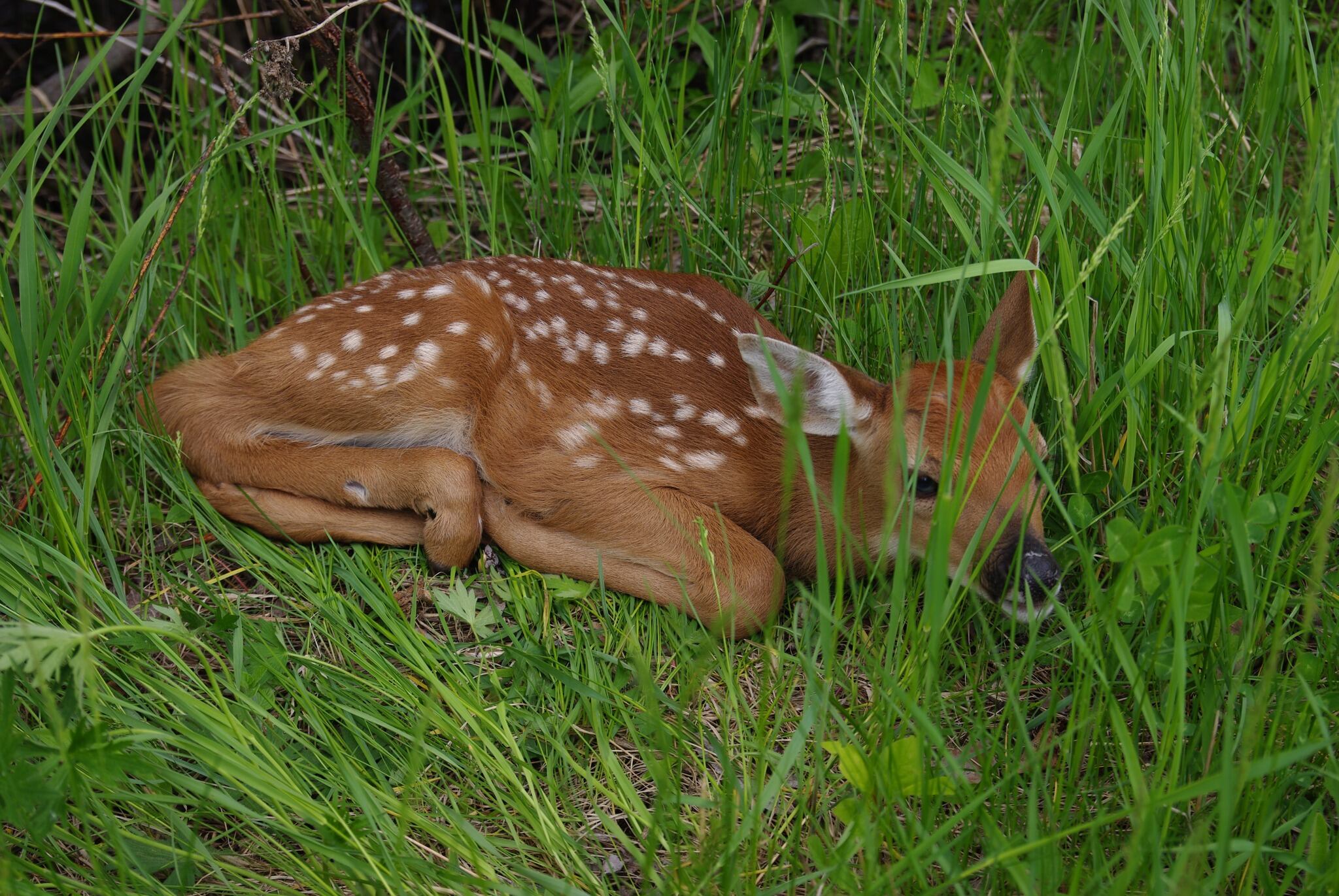 DNR to grant permit allowing wild fawn to stay at new facility