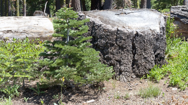 10 Fast-Growing Trees You Can Grow From Seeds (& Which Are Best For ...