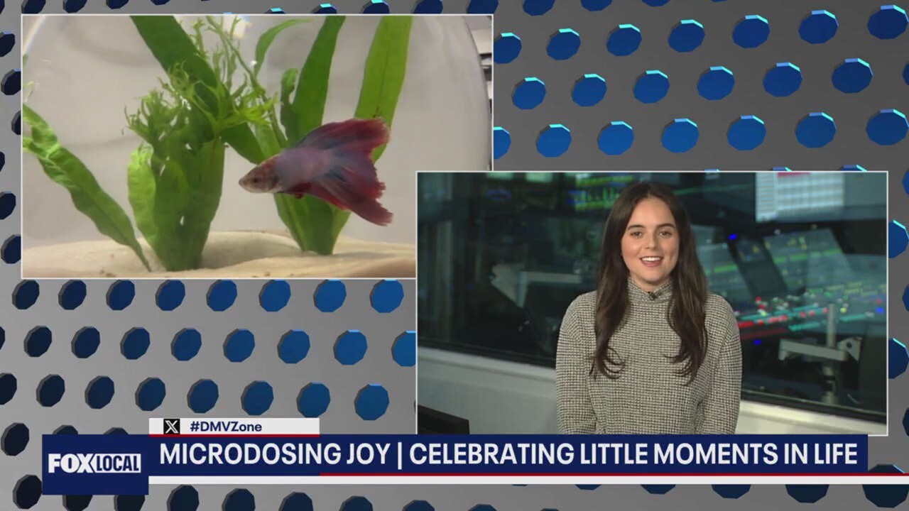 Microdosing joy: Goldfish named Bob brightens FOX 5 producer’s day