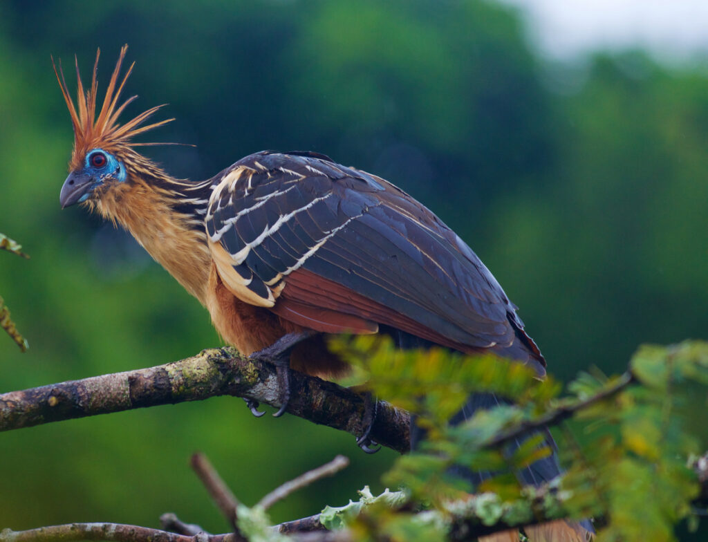 Meet the ‘Stinkbird’: The Hoatzin’s Secret Weapon Is a Foul-Smelling Gut