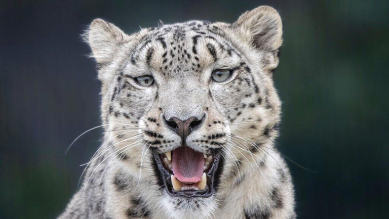 Ghosts of the Mountains: 4,000 snow leopards left in the wild