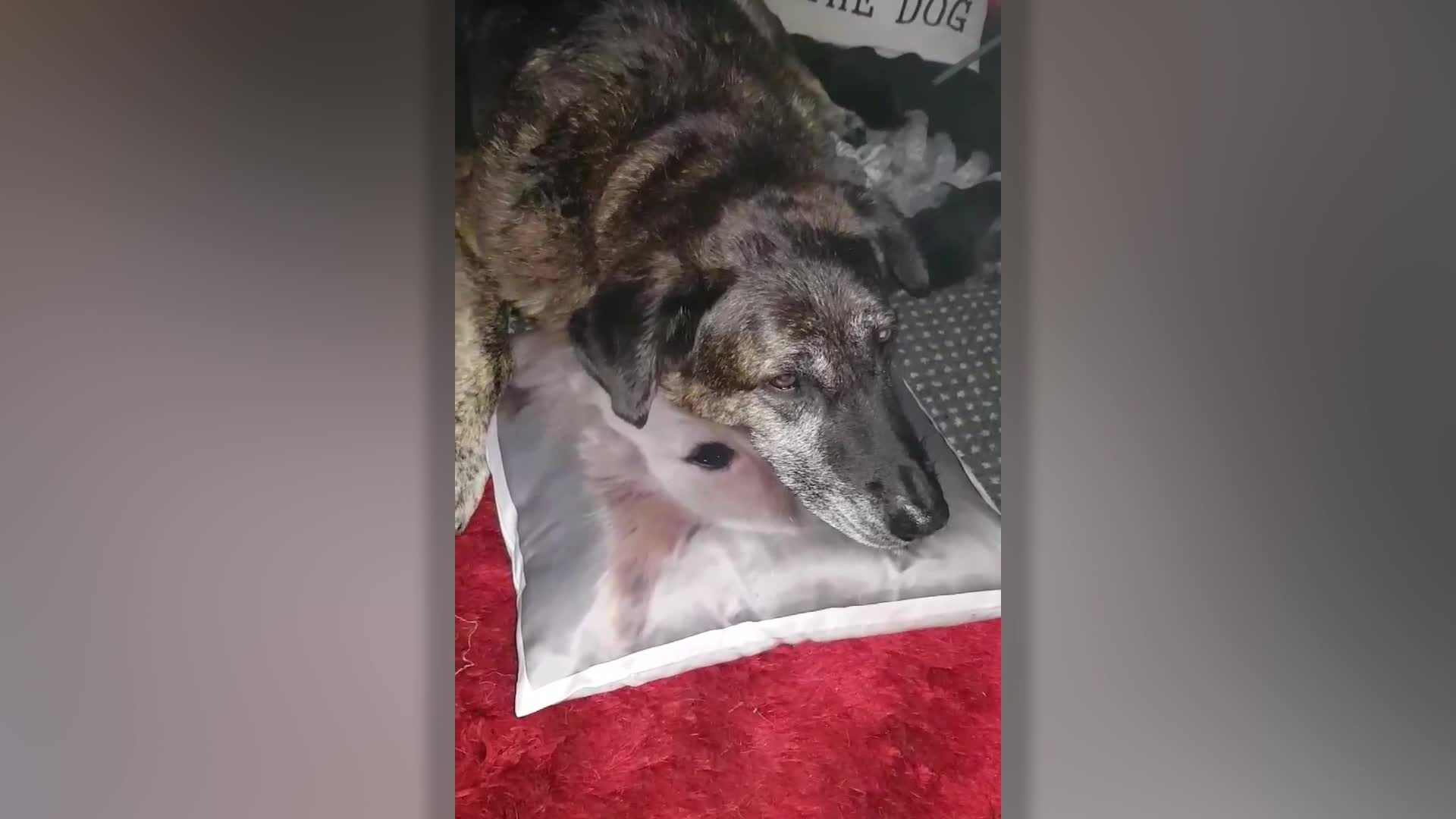 Dog Snuggles With Memory Pillow Of Dead Friend