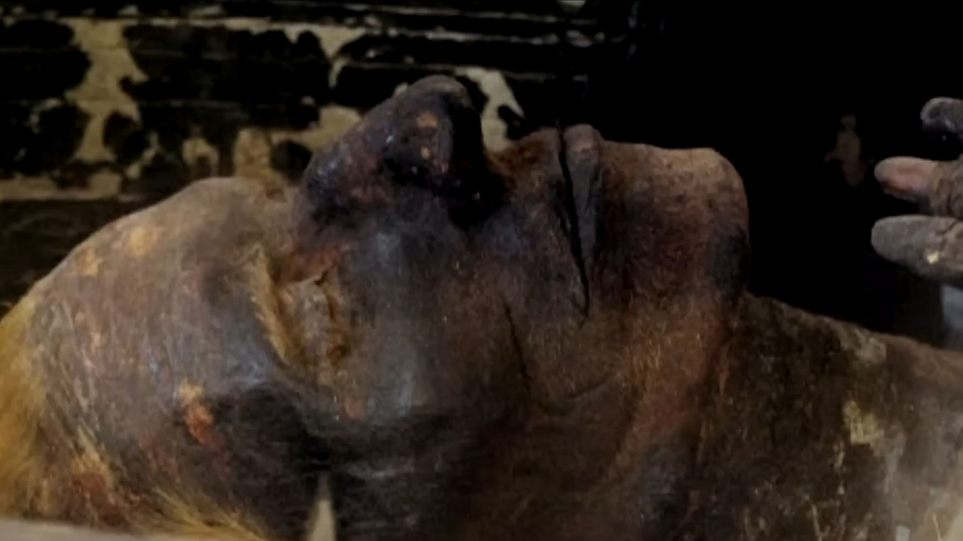 Ramses II Unveiled: The Secrets of His Mummification & Legacy Revealed