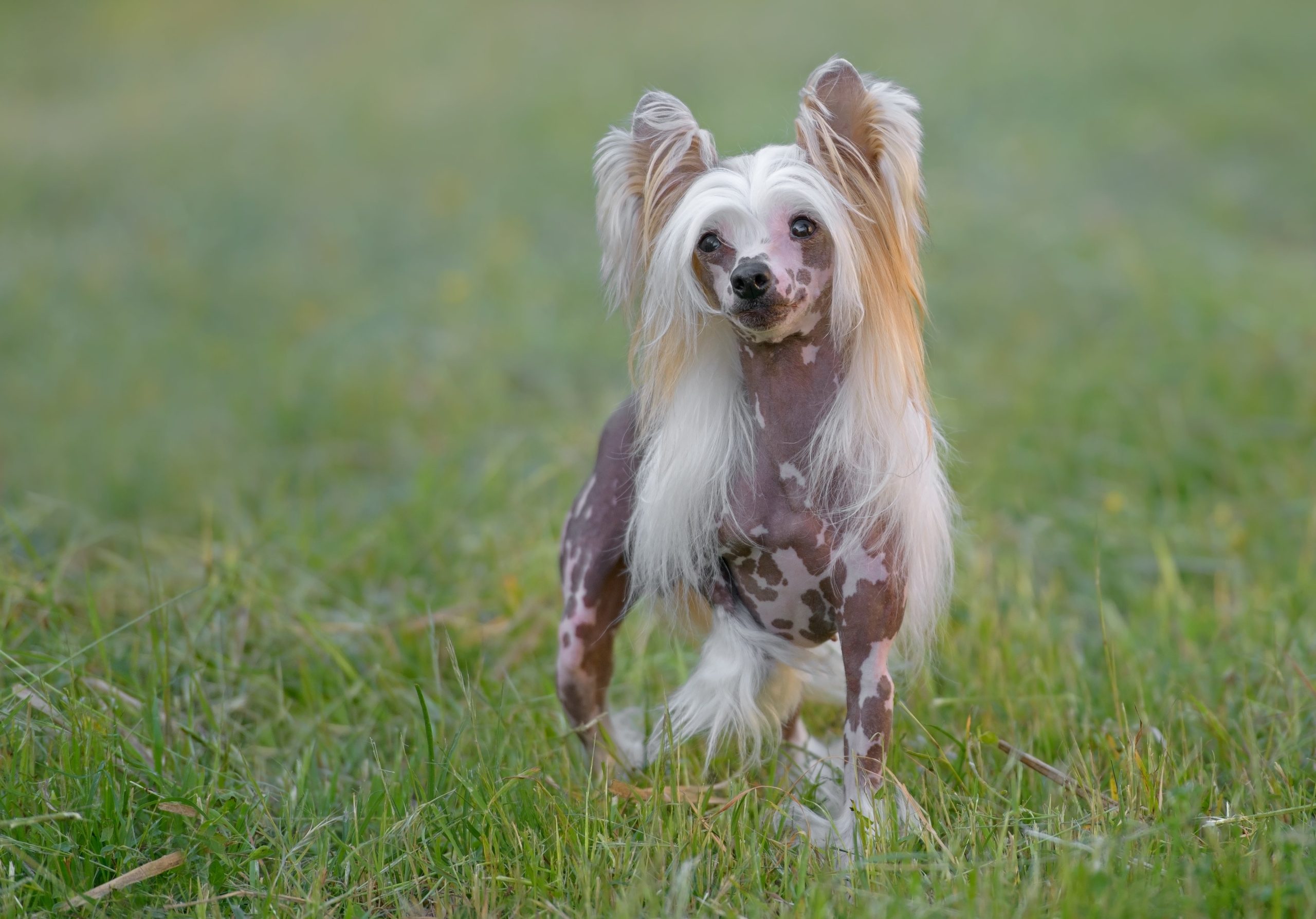 30 Dogs that prove beauty really is in the eye of the beholder