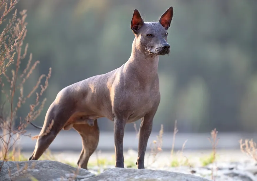 30 Dogs that prove beauty really is in the eye of the beholder