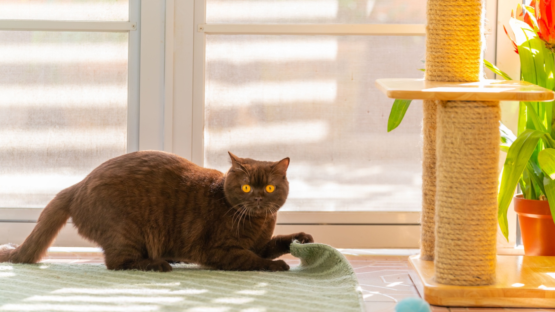 5 Things Cats Love That Many Owners Forget To Do Daily And 5 Habits ...