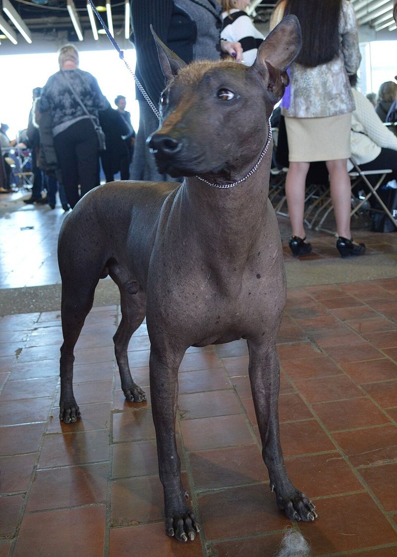 25 Unusual Dog Breeds That Stand Out for Their One-of-a-Kind Features