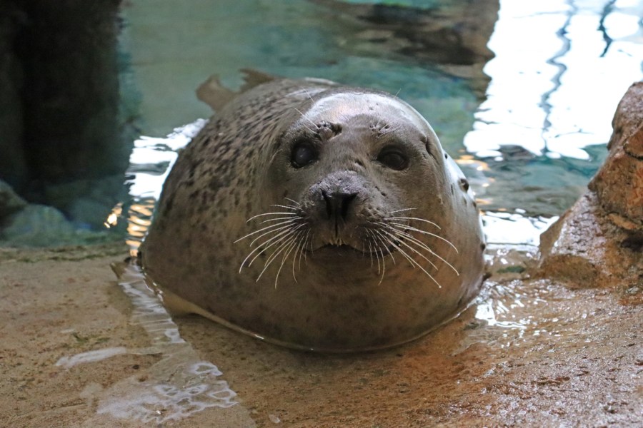Beloved Maritime Aquarium seal Rasal dies