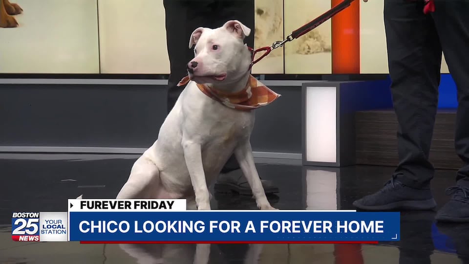 Furever Friday: Chico looking for a forever home