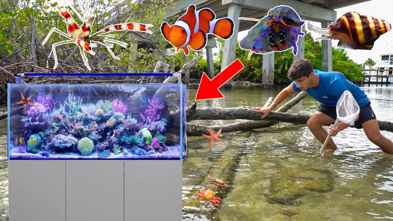 Stocking my aquarium with invertebrates + new fish!