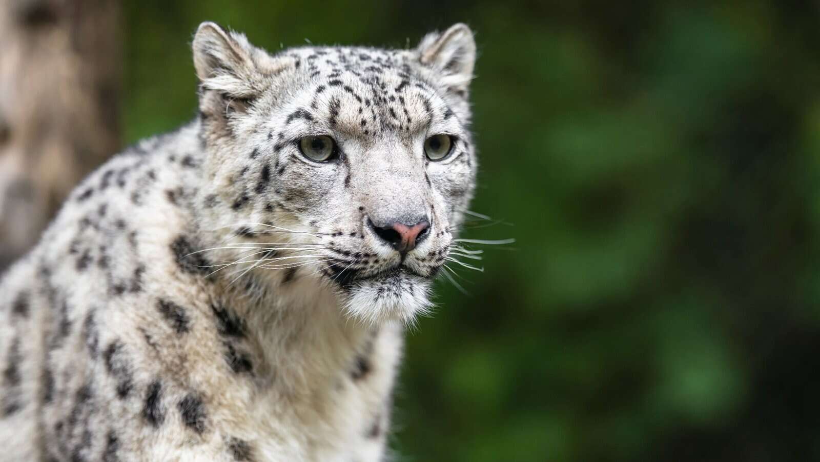 Ghosts of the Mountains: 4,000 snow leopards left in the wild