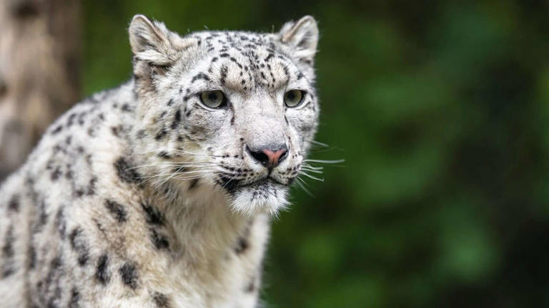 Ghosts of the Mountains: 4,000 snow leopards left in the wild