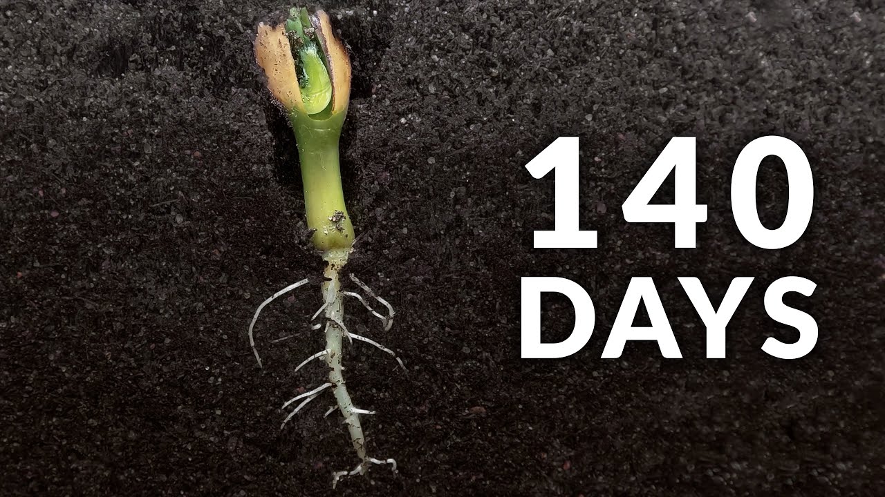 Peanut growth timelapse