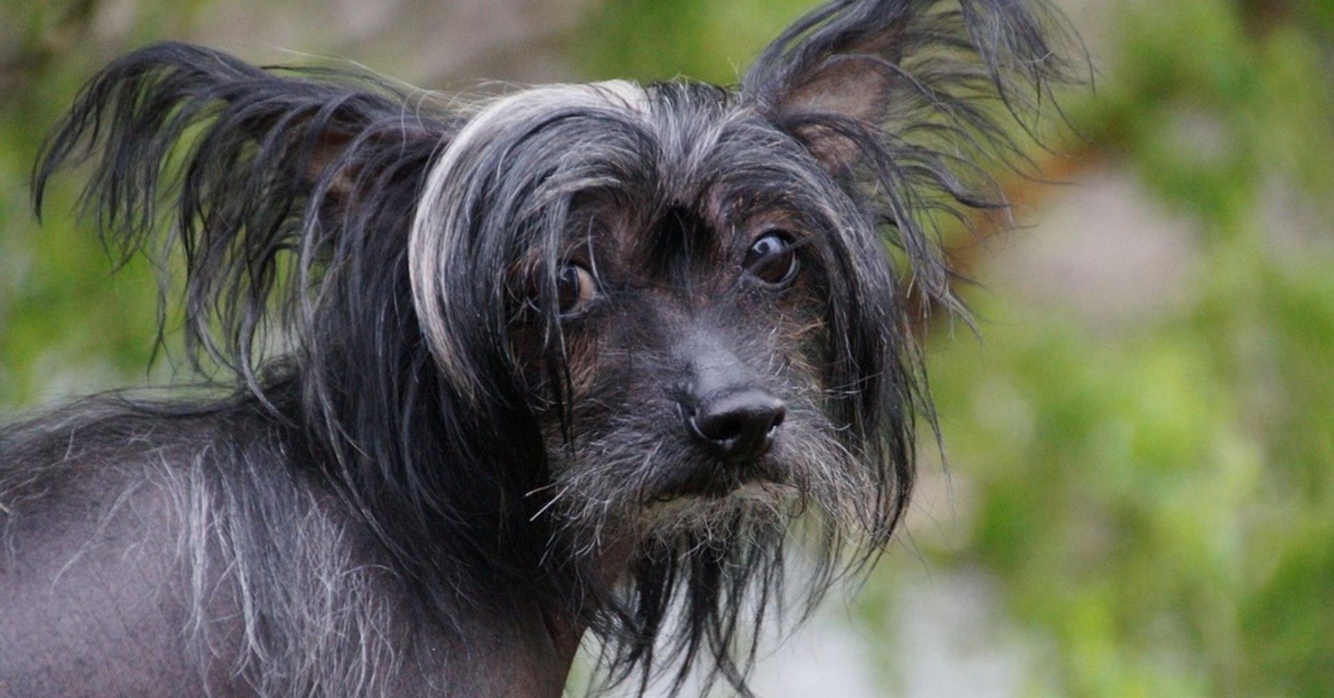 25 Unusual Dog Breeds That Stand Out for Their One-of-a-Kind Features