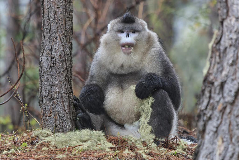 Here’s Why This Adorable Animal Sneezes When It Rains