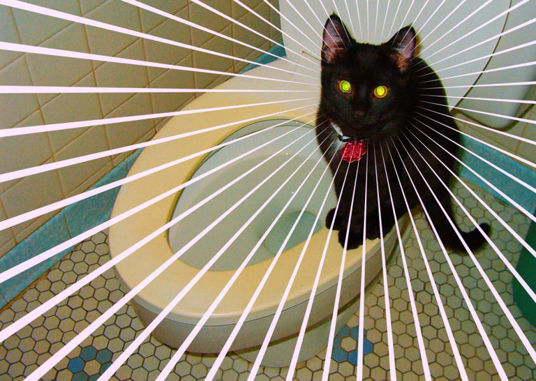 75+ Witchy Cat Names for Mysterious Felines